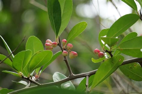 Provenance Plants And Wildlife Wildtree Trees And Shrubs