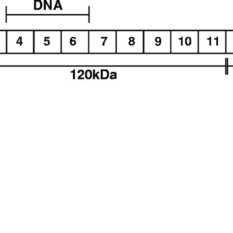 Schematic Representation Of The Modular Structure Of The Fibronectin