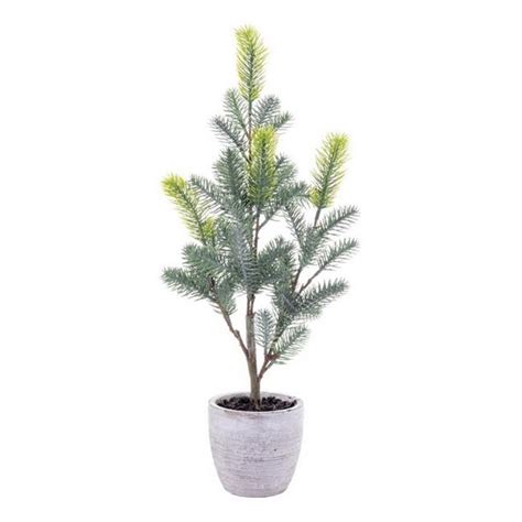 19 In Blue Spruce Sapling Potted