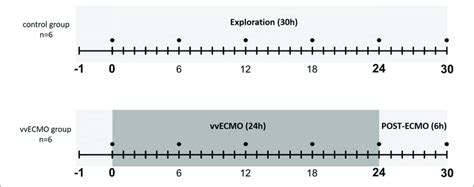 Scheme Of Experimental Protocol Download Scientific Diagram
