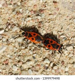 Sex Red Bugs Spring Day Stock Photo 1399979498 Shutterstock