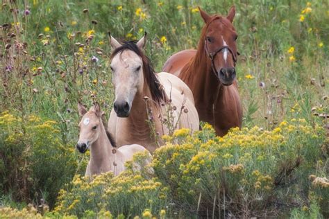 Лошадь и жеребенок картинки для детей 26 фото