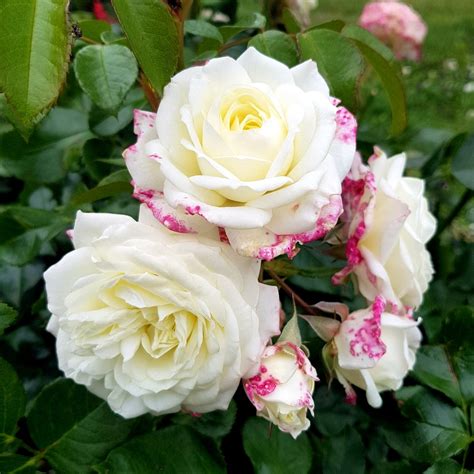 Alabaster® | Roses' Name