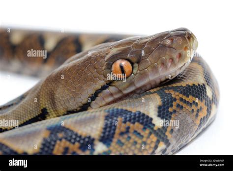 Reticulated Python Malayopython Reticulatus On White Background