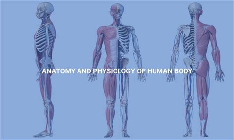 Anatomy And Physiology Human Body