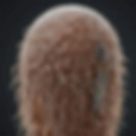 understanding lice types life cycles and care