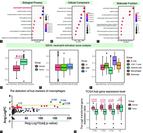 functional enrichment analysis of pseudotime related differential