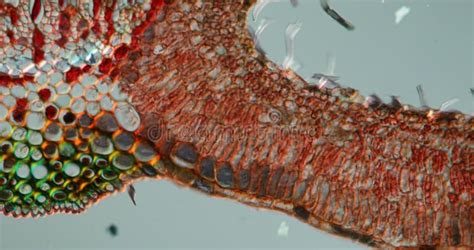 Weeping Willow Leave Stock Video Video Of Flower Support 206767919