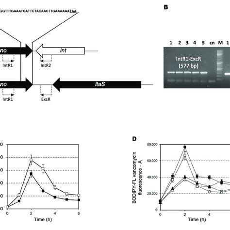 A Schematic Representation Of Integration Int And Excision Exc Download Scientific