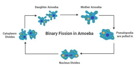 Prokaryotic Cells Definition Structure Characteristics Examples Biology Notes Online