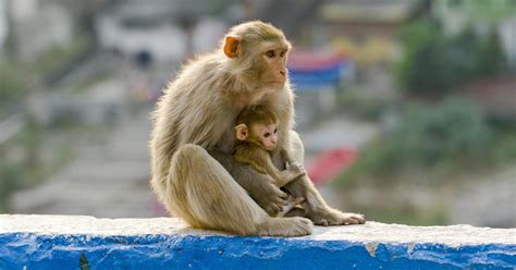 Harvard Study On Monkeys Reignites Ethical Debate Over Animal Testing