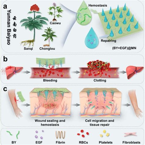The Schematic Diagram Of Yunnan Baiyao Loaded Multifunctional Download Scientific Diagram
