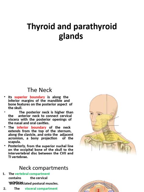 2 Thyroid And Parathyroid Pdf Neck Common Carotid Artery