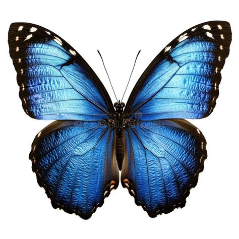 Vibrant Blue Morpho Butterfly Symbol Of Transformation And Beauty