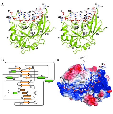 The Overall Structure Of Yedk Complexed With Ssdna A Stereoview Of Download Scientific