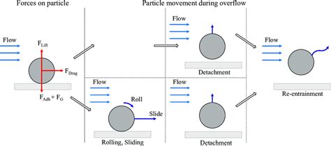Schematic Illustration Of The Forces On A Particle And The