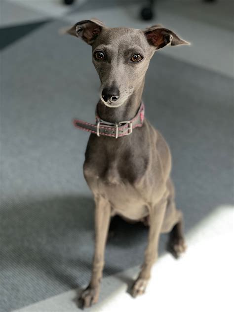 A State Of Compile Time Regular Expressions