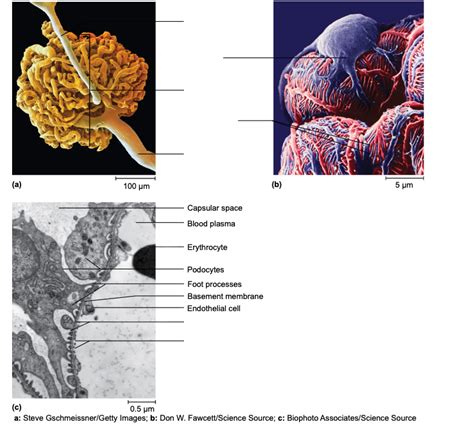 Biol 2402 Structure Of The Glomerulus Diagram Quizlet