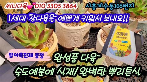 직접키워 분갈이까지 완벽케어~1세대 창다육 숙도예분에 안착 분값도 안되는가격 발아촉진제 증정해요 Youtube