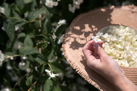 한 여자가 정원에서 여름 오후에 밀짚 모자에 재스민 꽃을 수집합니다 아로마 테라피와 스파 개념자연 에코 제품 스트레스 해소