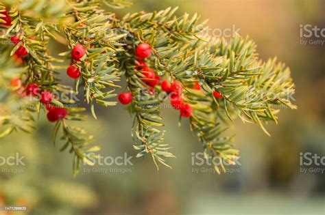 자연 가을 배경입니다 보케 배경에 붉은 열매가 있는 주목 나무의 녹색 가지가 클로즈업 0명에 대한 스톡 사진 및 기타 이미지 0명 가을 계절 Istock