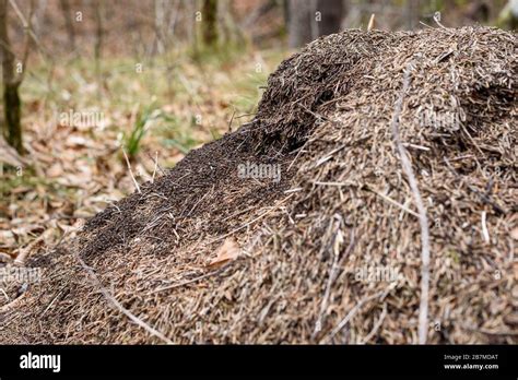 Giant Fire Ant Mound