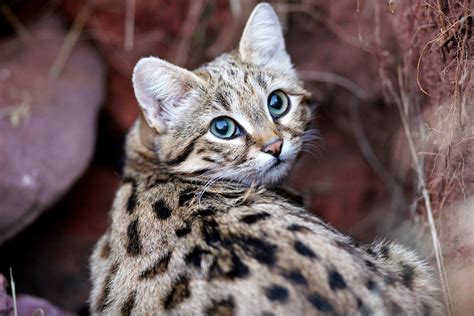 From Pint Sized To King Sized Go Around The World In 10 Wild Cats