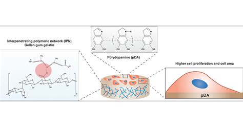 Investigating The Role Of Polydopamine To Modulate Stem Cell Adhesion And Proliferation On