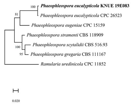 maximum likelihood phylogenetic analysis of combined internal