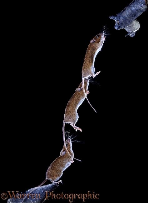 Mouse Jumping Multiple Exposure Photo WP