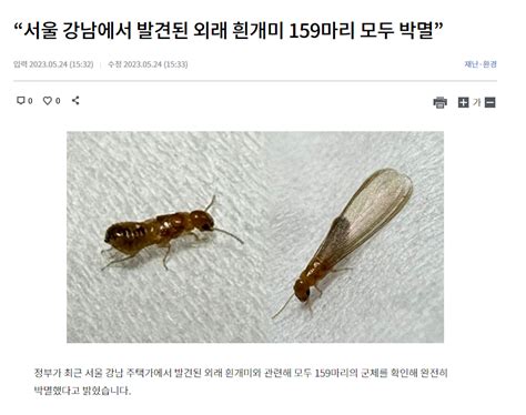 곤충갤 흰개미 근황news 유머움짤이슈 에펨코리아