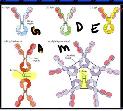 Micro Lec 1 And 2 Organs Of Immune System And Imgs Structure And