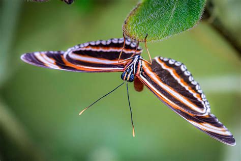 Sprague Butterfly Pavilion At Santa Barbara Museum Of Natural History