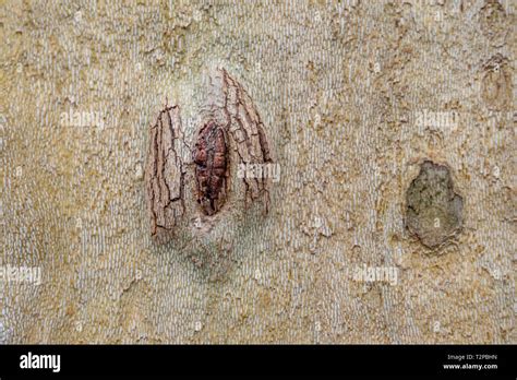 Background Of Plane Tree Bark Plane Tree Bark Texture Stock Photo Alamy