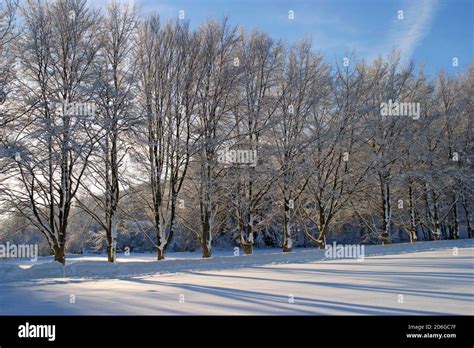 Tree Line At A Winter Road Stock Photo Alamy