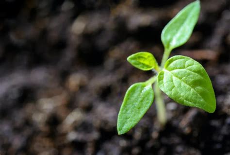 The Importance Of Soil Science A Complete Overview