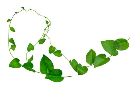 나선형 트위스트 정글 나무 가지 포도 나무 리아나 식물 흰색 배경에 고립 된 나무 포도의 뿌리 클리핑 경로 포함 Hd 이미지와 대해상도 벽지로 사용할 수 있습니다 0명에