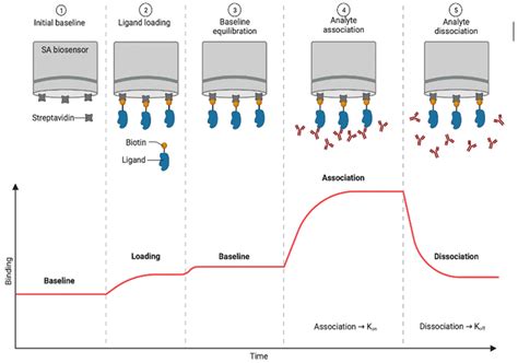 Biosensors Free Full Text An Experimental Framework For Developing