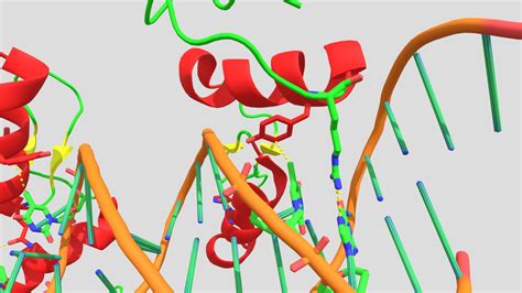 New Dna Recognition Via Analysis Of Znf217 3d Model By Rdef3222 [38d1d80] Sketchfab