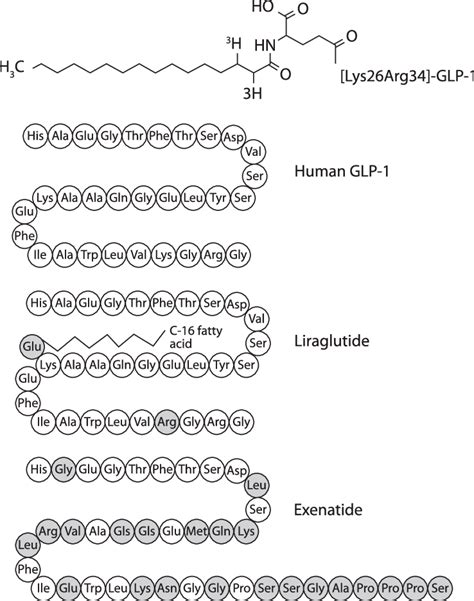 Structure Of H Liraglutide Top And The Glp Receptor Agonists My Xxx Hot Girl
