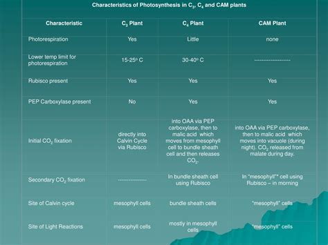 PPT CAM And C Photosynthesis PowerPoint Presentation Free Download ID