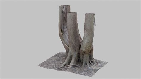 Large Cedar Tree Photoscan 3d Model Varying Lod Free 3d Model Cgtrader