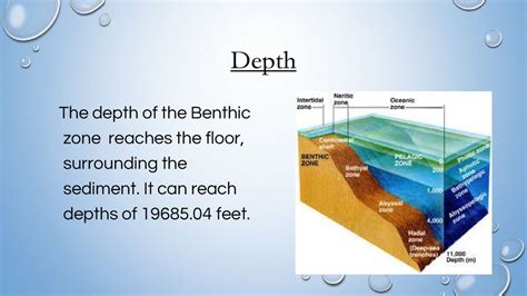 Benthic Zone