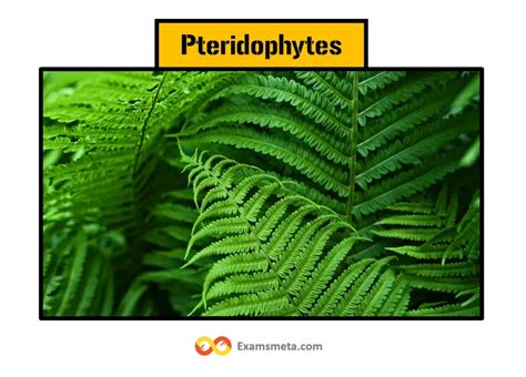 Pteridophytes A Comprehensive Guide To Its Characteristics