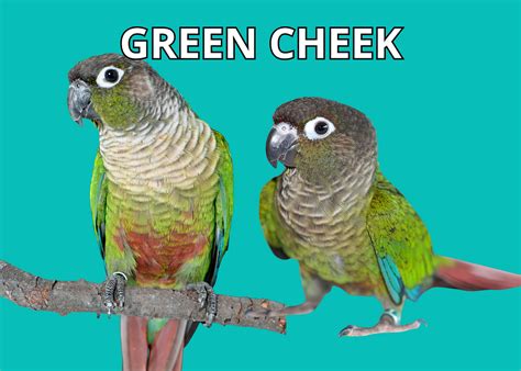 Conure Parrot Types