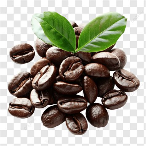 커피콩 로스팅에 숨은 과학 볶은 커피 콩 커피 커피 맛 Png 일러스트 및 이미지 에 대한 무료 다운로드 Pngtree