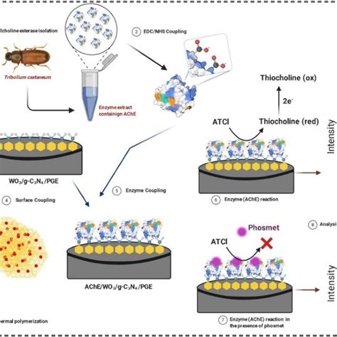 the development process of smartphone application linked hydrogel