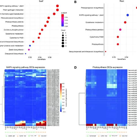 Dynamics Of Gene Expression In The Samples K Means Clustering Grouped Download Scientific