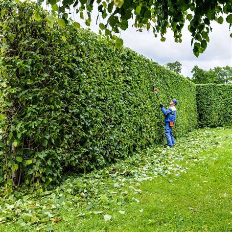 Expert Bush Trimming Services For A Beautiful Landscape