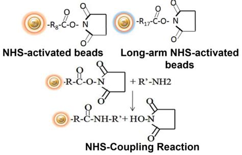 Efficient Conjugation Of Primary Amine Containing Ligands With Nhs
